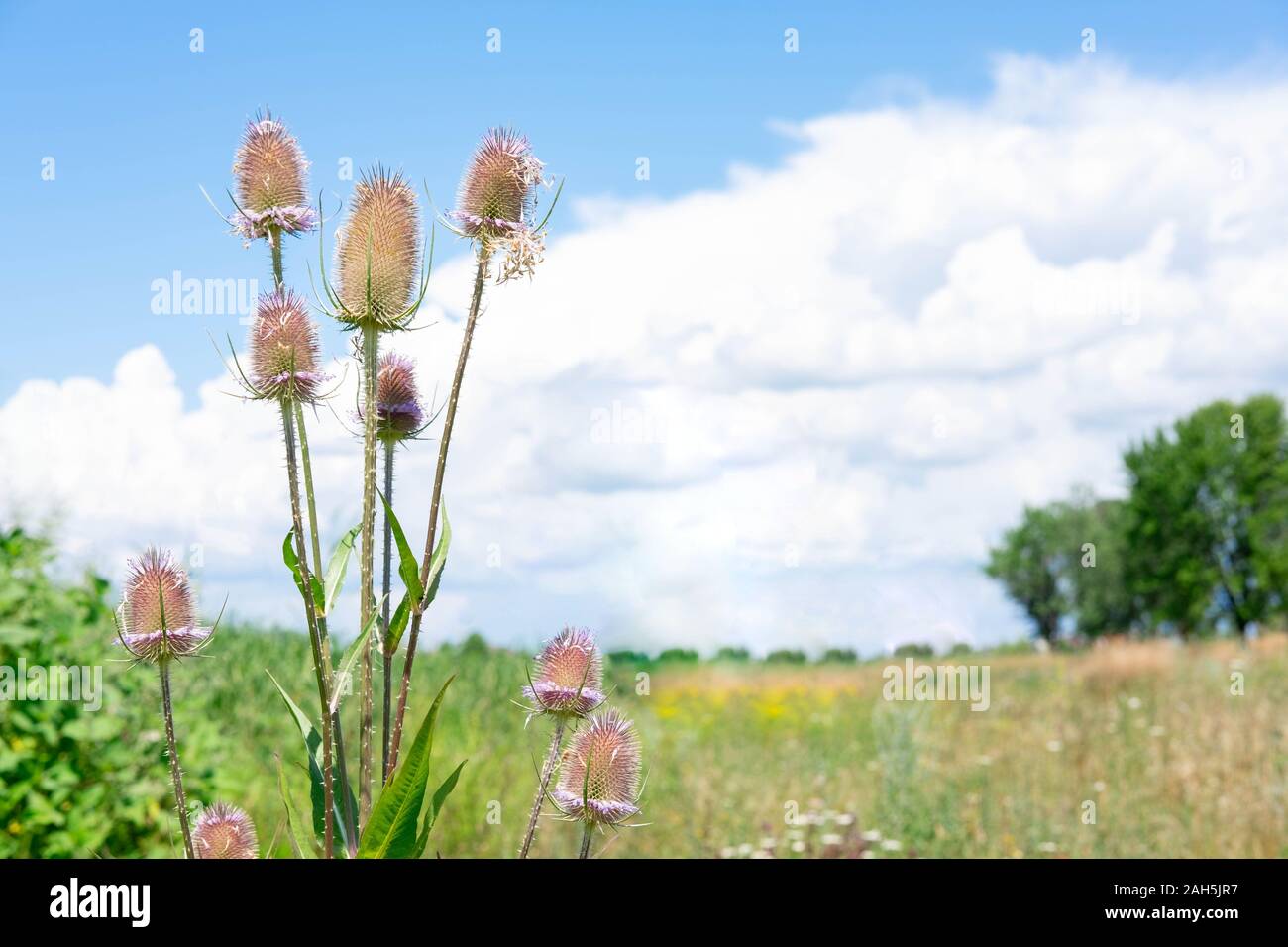 Plant with spiny bracts hi-res stock photography and images - Alamy