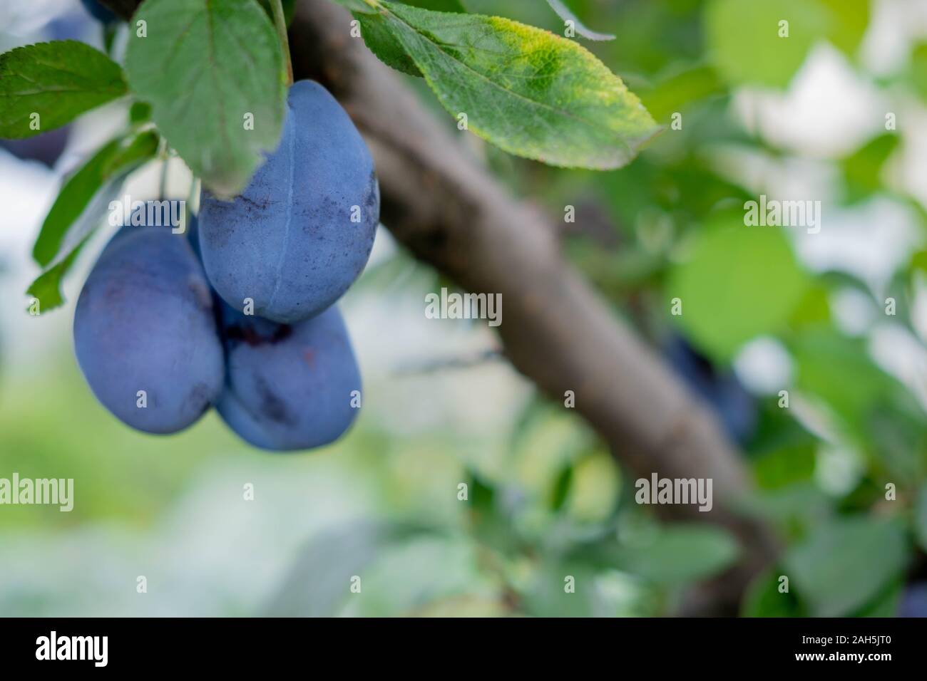 Plum fruit close up. Plum tree with fruits. Gardening and agriculture ...
