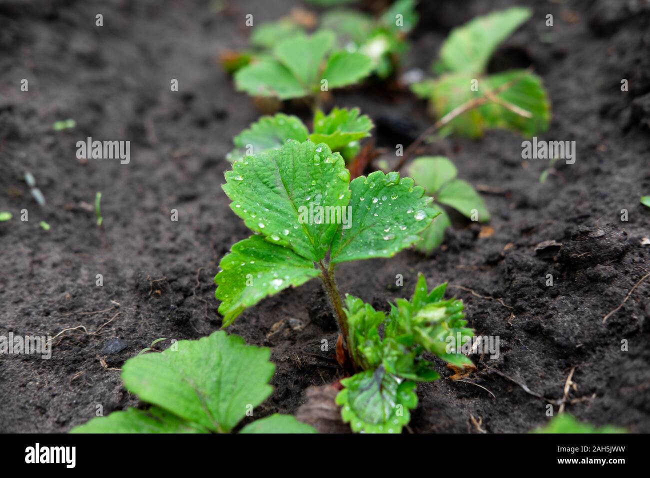 Bushes of strawberry sprouts growing in the ground. Spring sprouts of ...