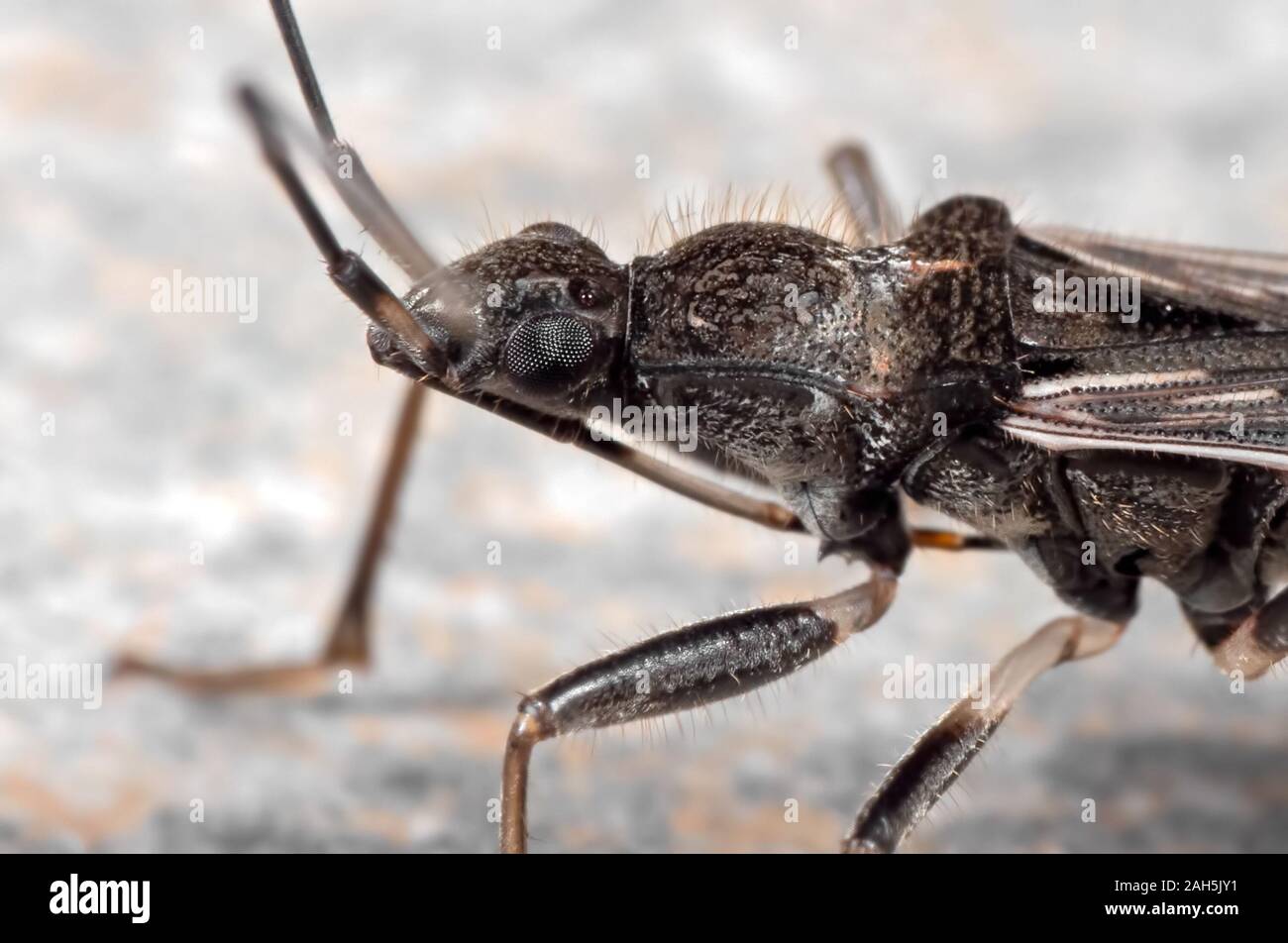 Macro Photography of Assassin Bug on The Floor Stock Photo - Alamy