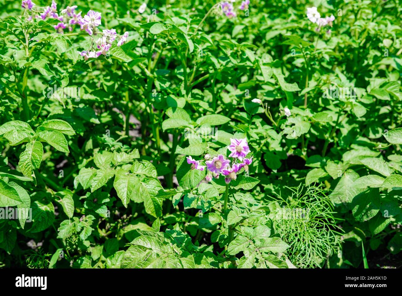 A vegetable garden photo with green potato sprouts that blooms. Growth ...