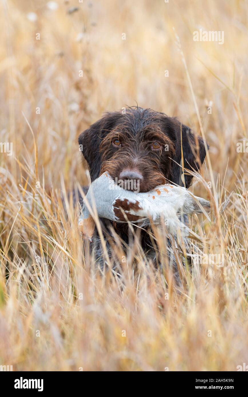 A Drahthaar hunting dog with a Hungarian Partridge Stock Photo - Alamy