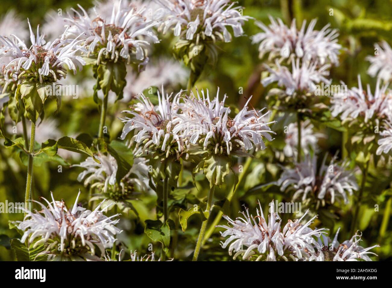 Monarda schneewittchen hi-res stock photography and images - Alamy