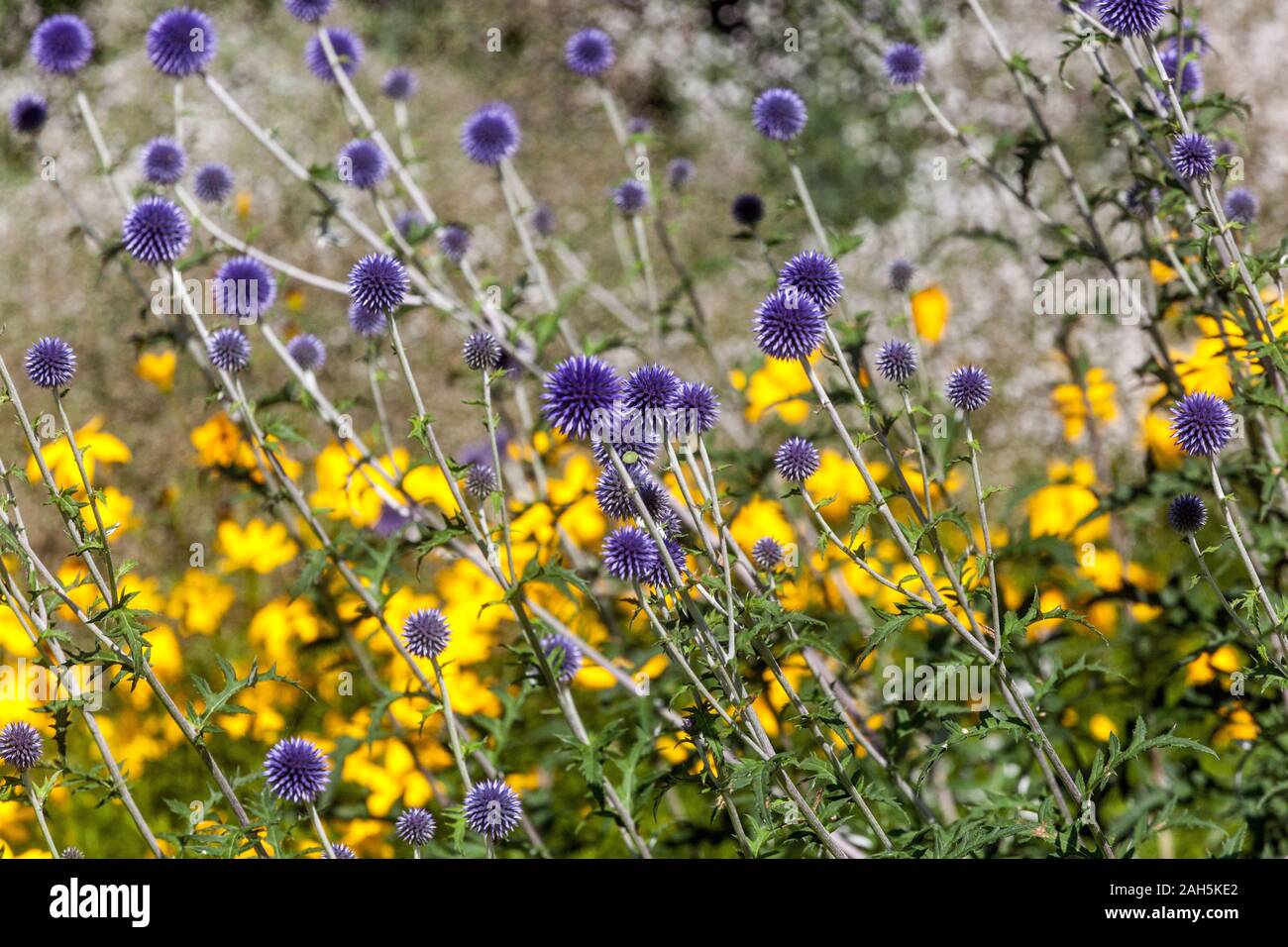 Small Globe Thistle Echinops ritro 'Veitch's Blue' Stock Photo - Alamy