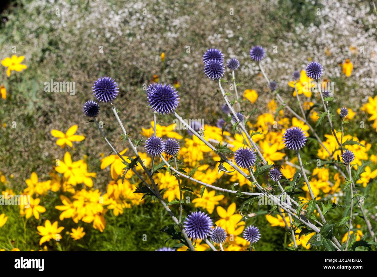 Small Globe Thistle Echinops ritro 'Veitch's Blue' Careopsis Stock ...