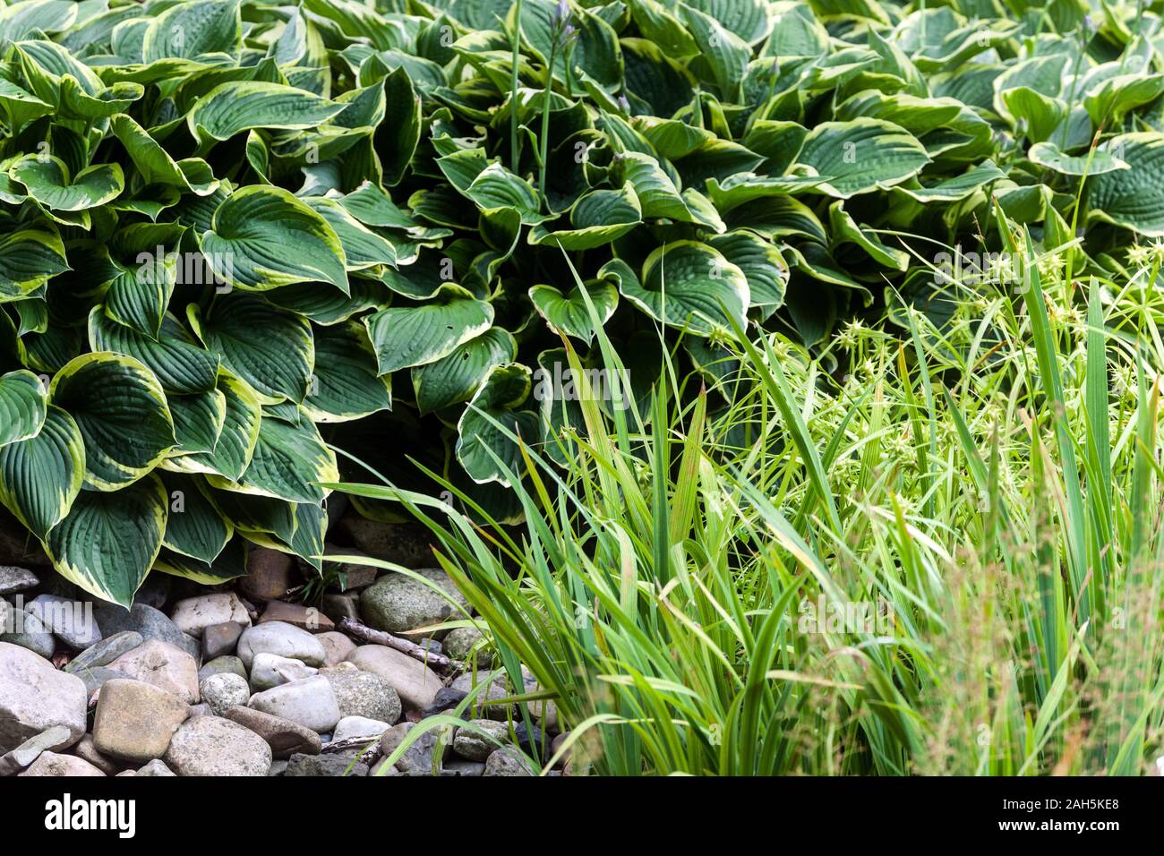 Hosta border Carex grayi Stock Photo - Alamy