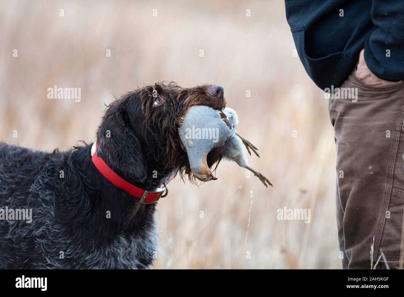 A Drahthaar hunting dog with a Hungarian Partridge Stock Photo - Alamy
