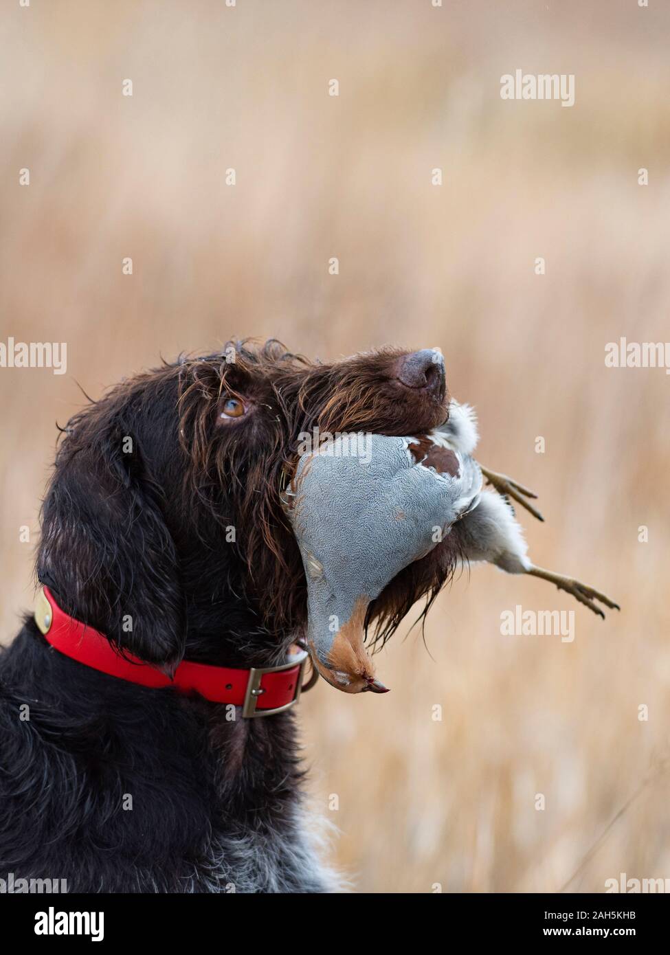 A Drahthaar hunting dog with a Hungarian Partridge Stock Photo - Alamy
