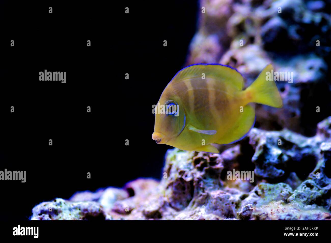 Blue juvenile Atlantic Tang - (Acanthurus coeruleus Stock Photo - Alamy