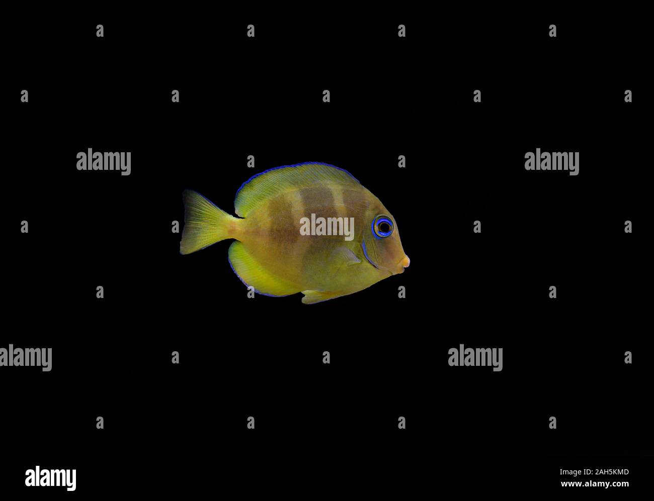 Blue juvenile Atlantic Tang - (Acanthurus coeruleus Stock Photo - Alamy