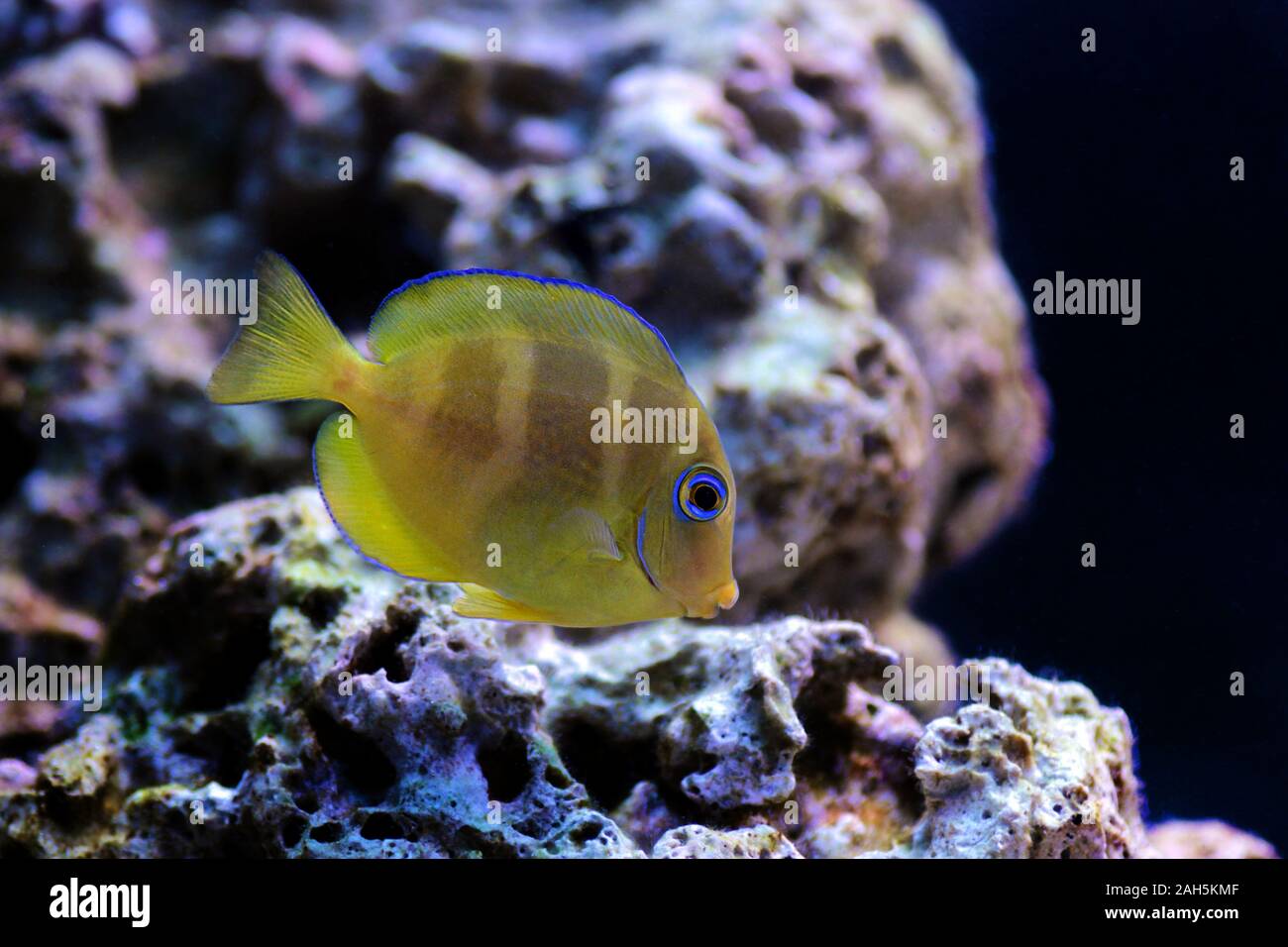 Blue juvenile Atlantic Tang - (Acanthurus coeruleus Stock Photo - Alamy