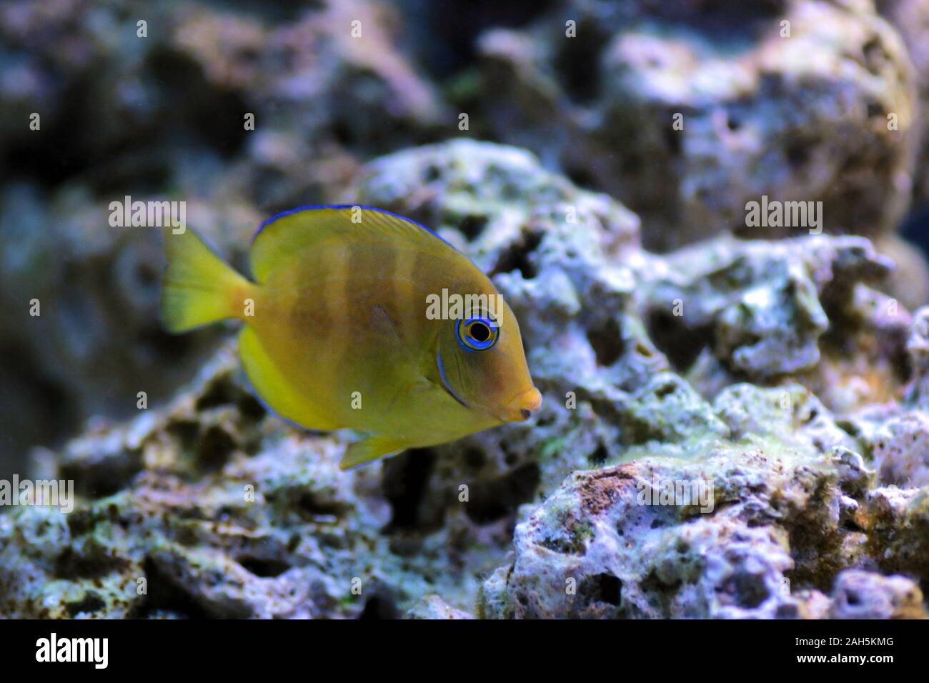 Juvenile blue tang fish hi-res stock photography and images - Alamy