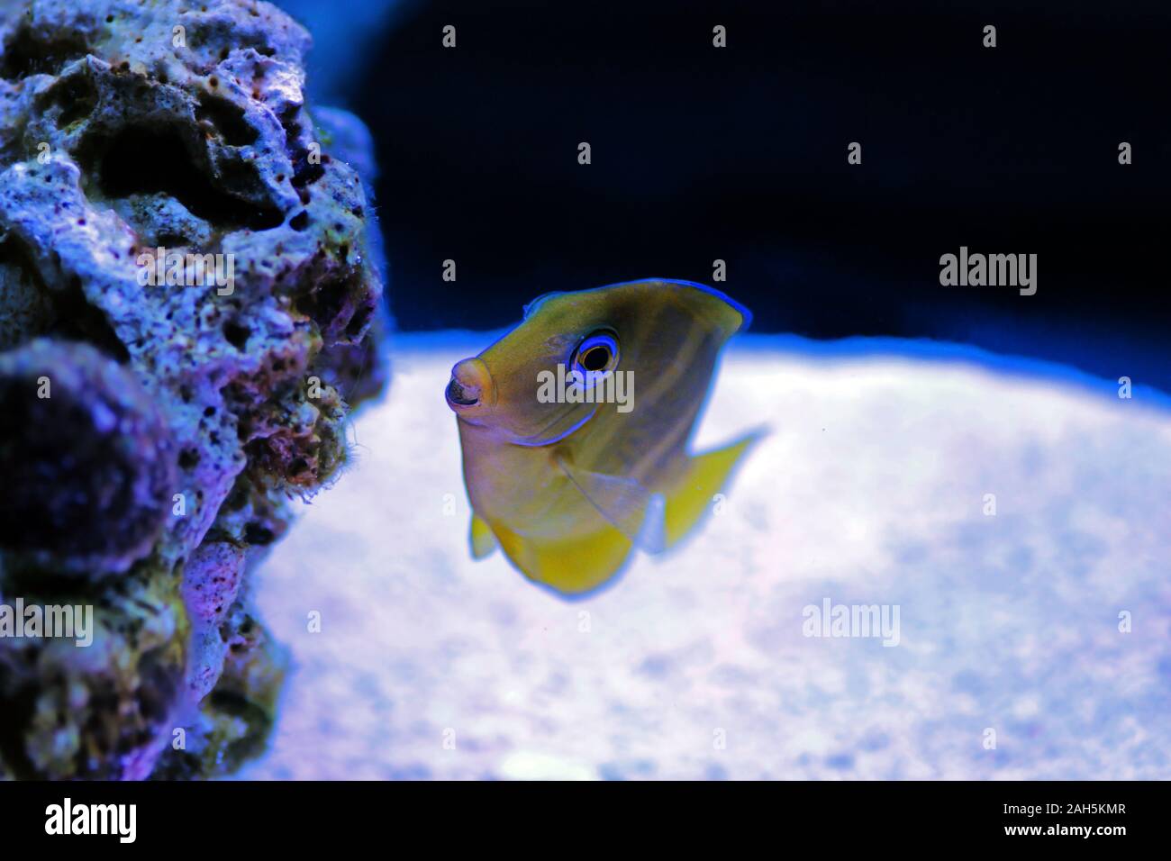 Blue juvenile Atlantic Tang - (Acanthurus coeruleus Stock Photo - Alamy