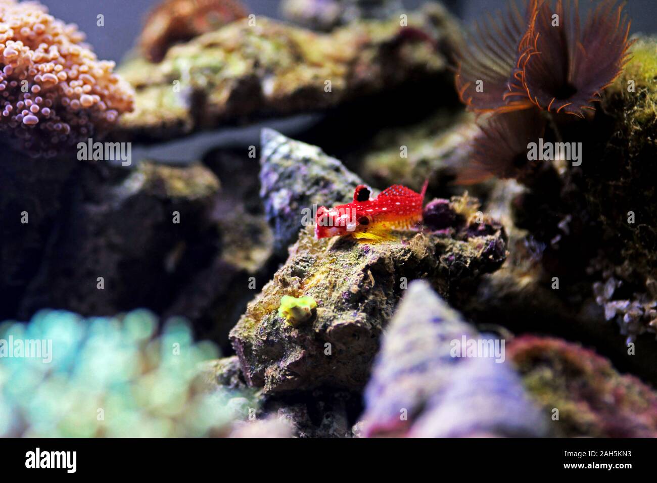 Ruby red dragonet fish - Synchiropus sycorax Stock Photo - Alamy