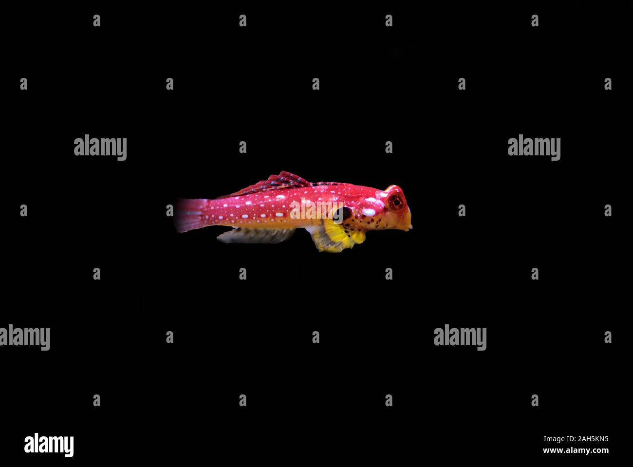 Ruby red dragonet fish - Synchiropus sycorax Stock Photo - Alamy