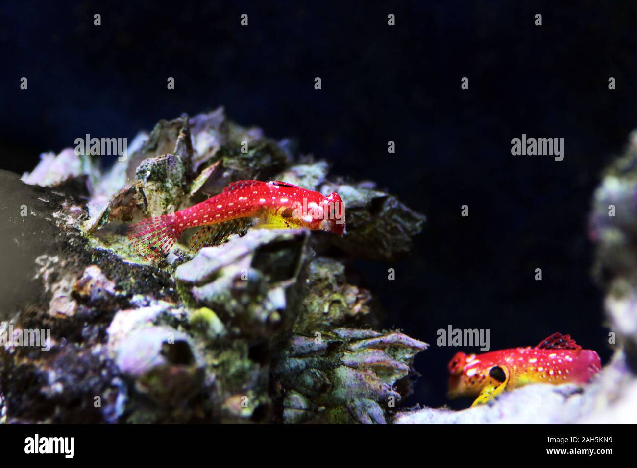 Ruby red dragonet fish - Synchiropus sycorax Stock Photo - Alamy