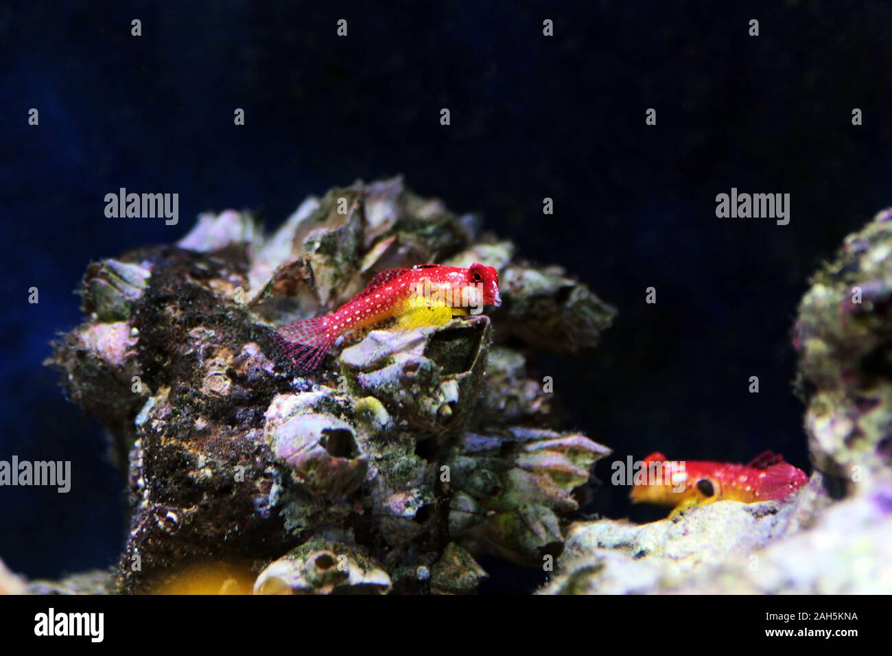 Ruby red dragonet fish - Synchiropus sycorax Stock Photo - Alamy