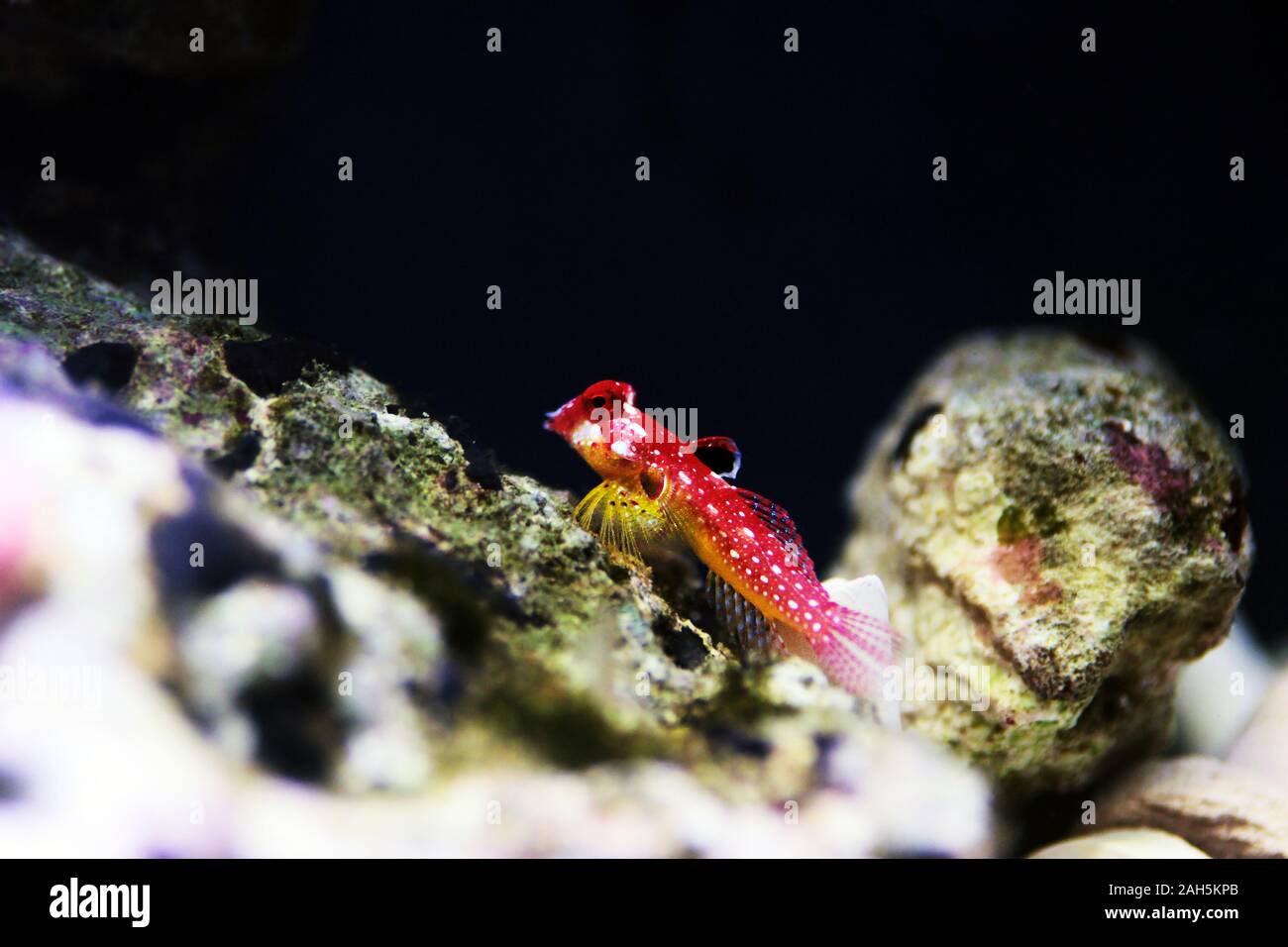 Ruby red dragonet fish - Synchiropus sycorax Stock Photo - Alamy