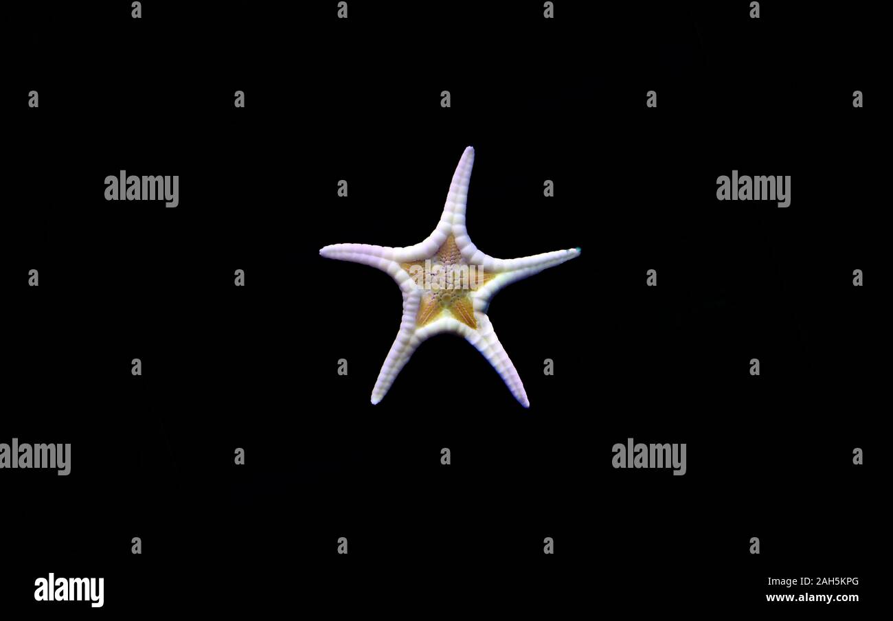 Icon Double Sea Star (Iconaster longimanus Stock Photo - Alamy