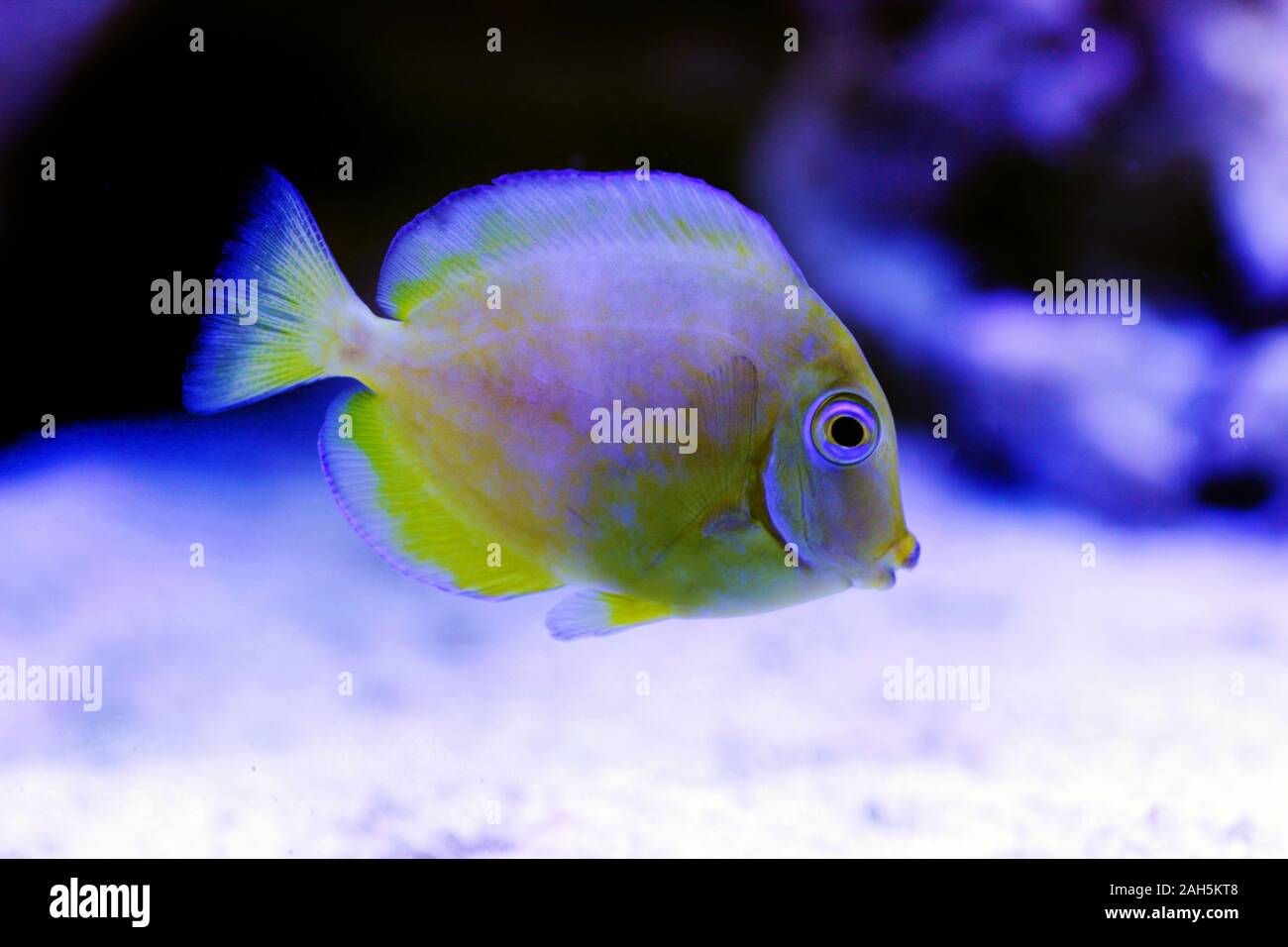 Atlantic Blue Tang Juvenile
