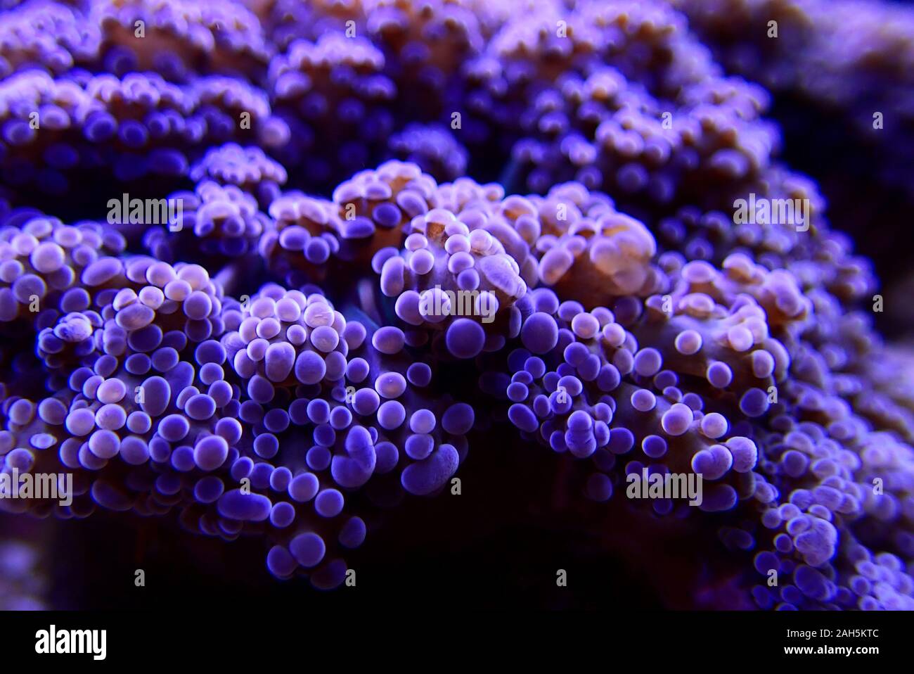 Amazing colorful macro polyps on Frogspawn coral - Euphyllia Divisa ...