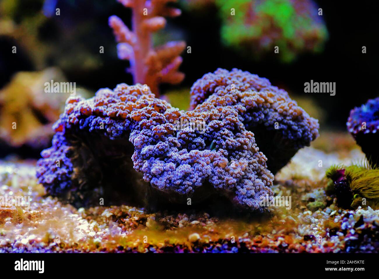 Frogspawn coral hi-res stock photography and images - Alamy