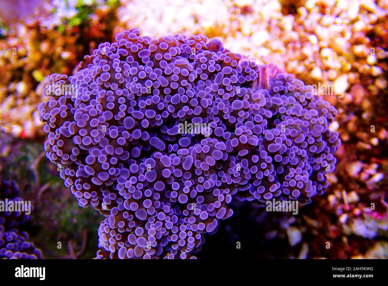 Amazing colorful macro polyps on Frogspawn coral - Euphyllia Divisa ...