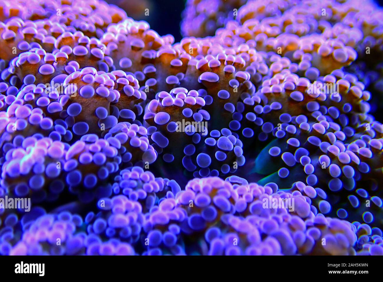 Frogspawn coral hi-res stock photography and images - Alamy