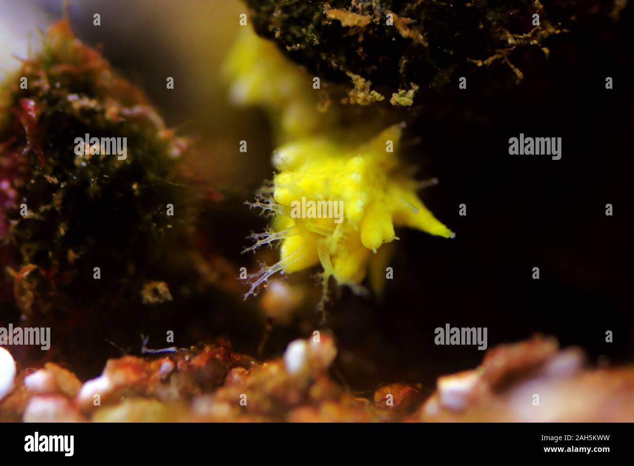 Yellow small sea cucumber - Colochirus robustus Stock Photo - Alamy