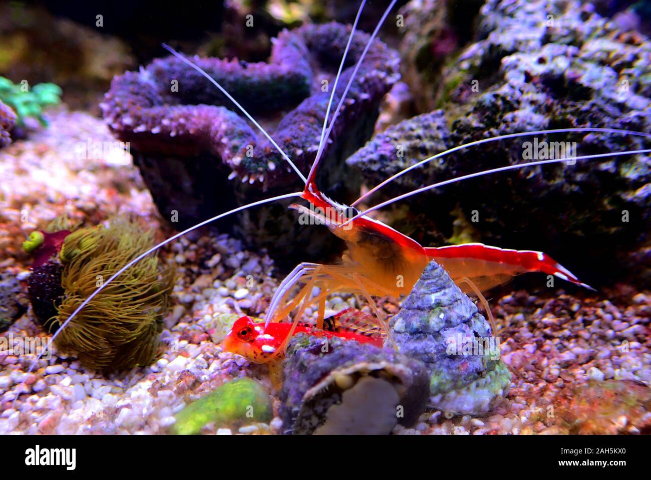 Lysmata amboinensis - Saltwater cleaner shrimp, invertebrate creature ...
