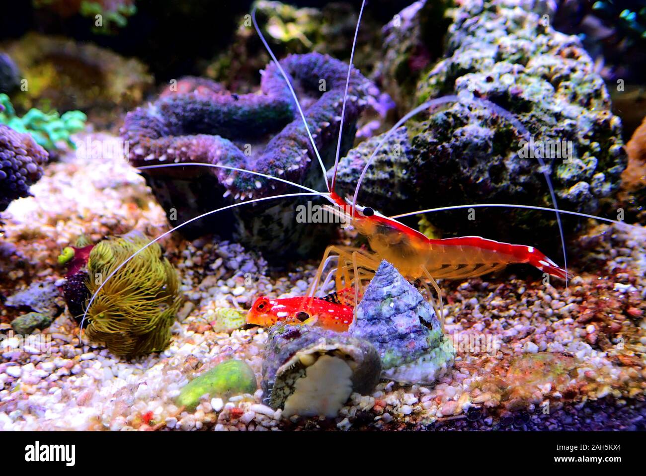 Scarlet skunk cleaner shrimp lysmata amboinensis hi-res stock ...