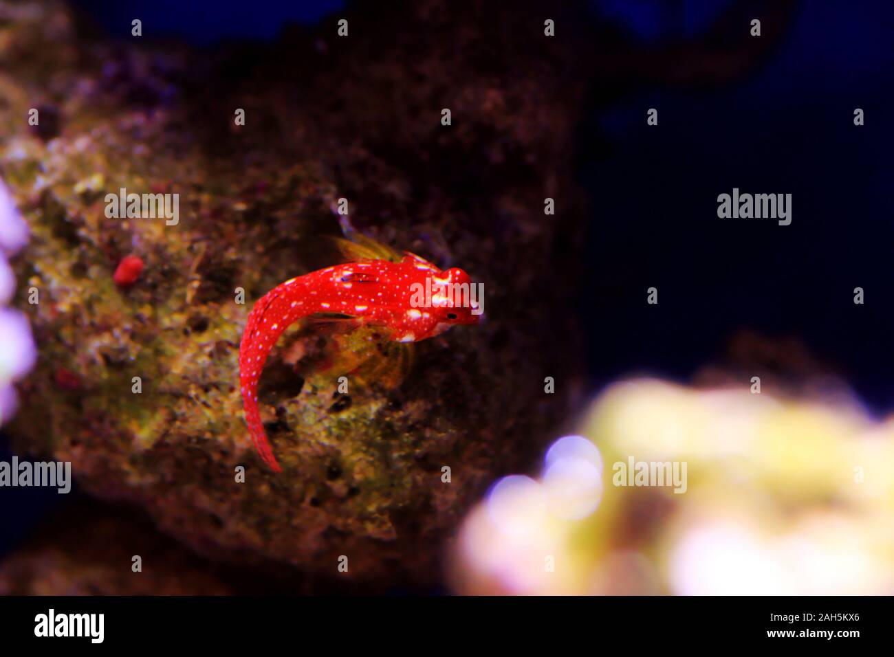 Synchiropus Moyeri High Resolution Stock Photography and Images - Alamy