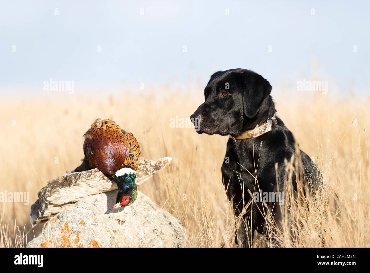 Black Lab Wallpapers
