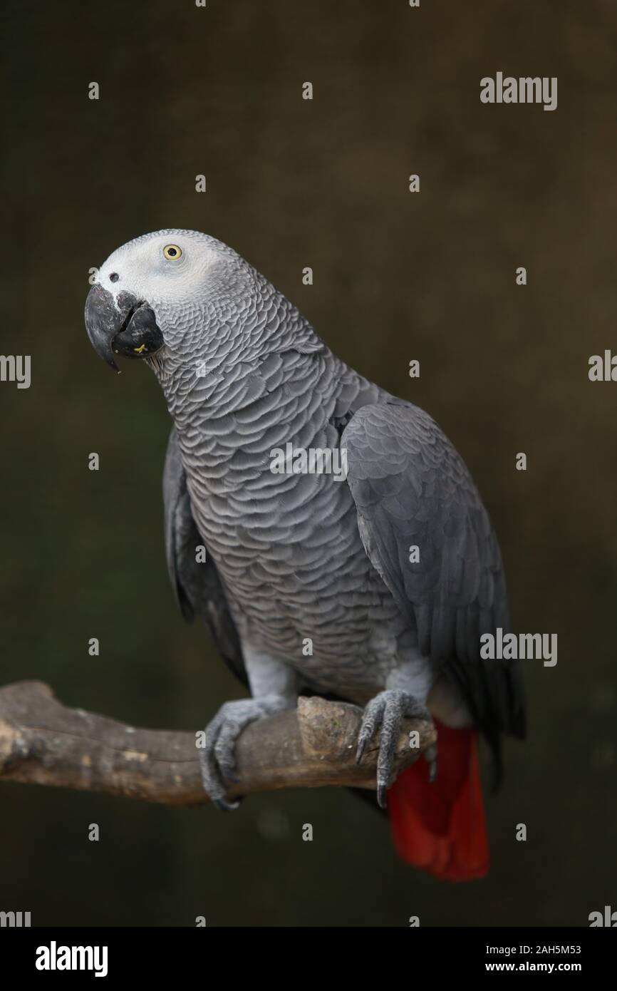 An african grey parrot also known as Congo grey parrot is an Old World ...