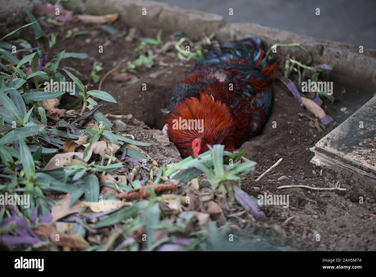 Free range hen digging and scratching for food in soil Stock Photo - Alamy