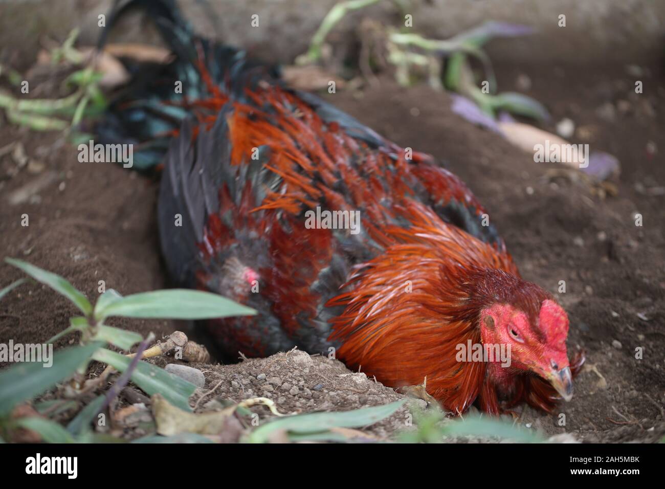 Free range hen digging and scratching for food in soil Stock Photo - Alamy