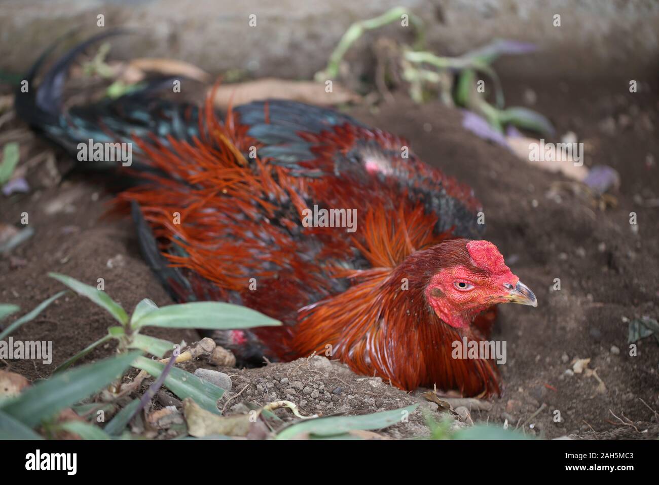 Free range hen digging and scratching for food in soil Stock Photo - Alamy