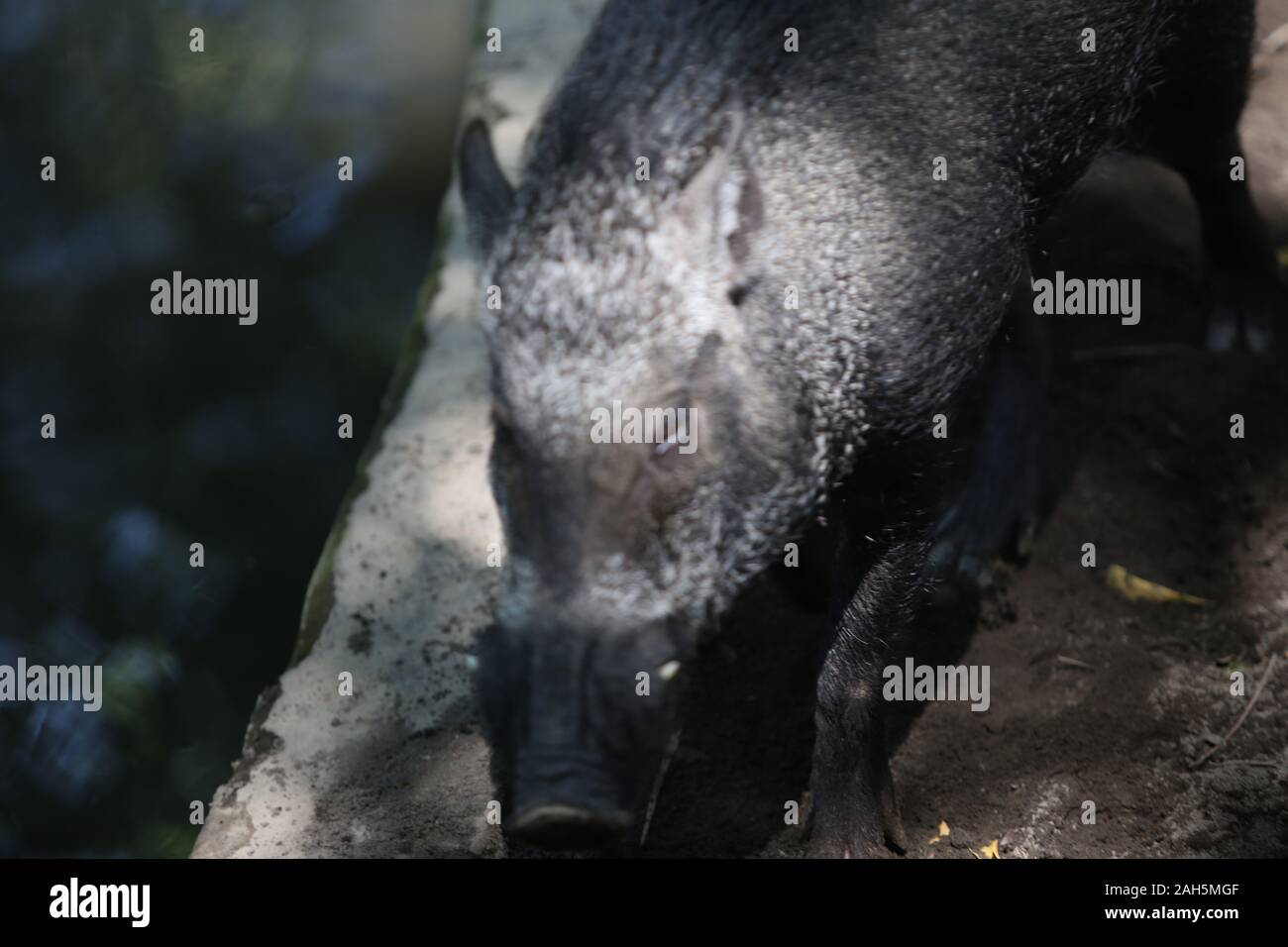 Babi celeng or Wild boar Stock Photo - Alamy