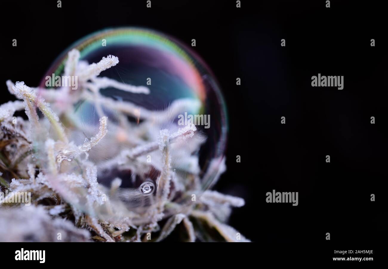 Winter mood with an iridescent transparent soap bubble on snow with ...