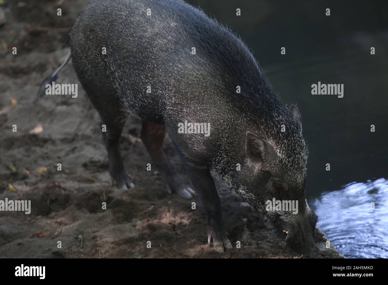 Babi celeng or Wild boar Stock Photo - Alamy