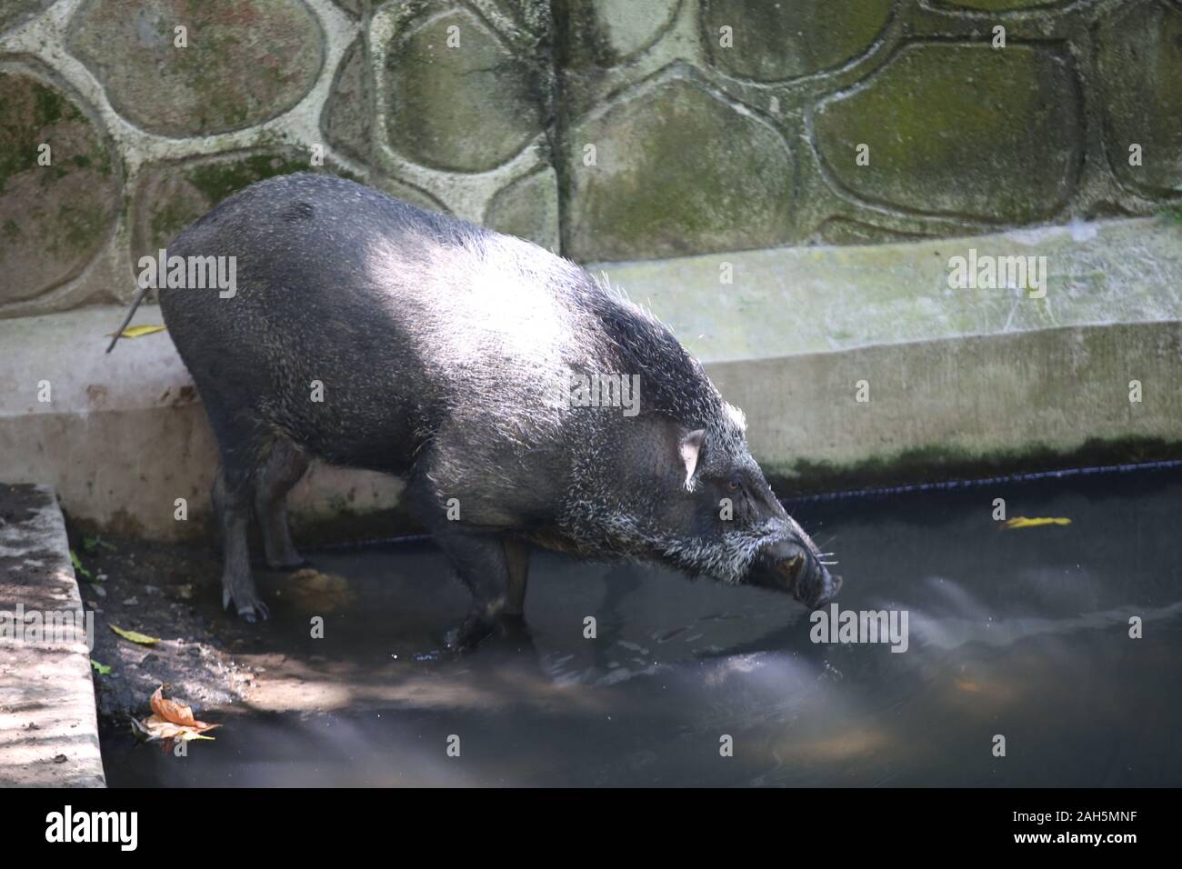 Celeng hi-res stock photography and images - Alamy