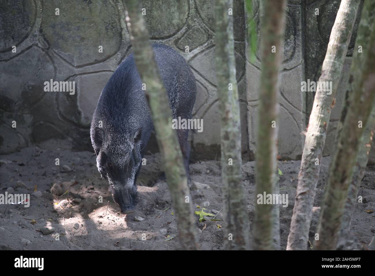 Celeng hi-res stock photography and images - Alamy