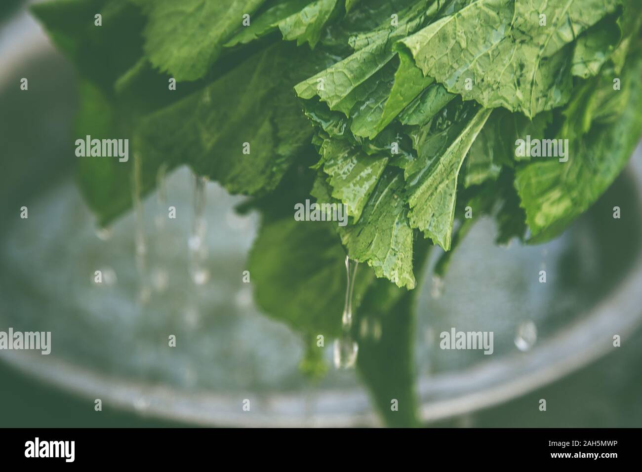 Splashing water and washing leaves hi-res stock photography and images ...