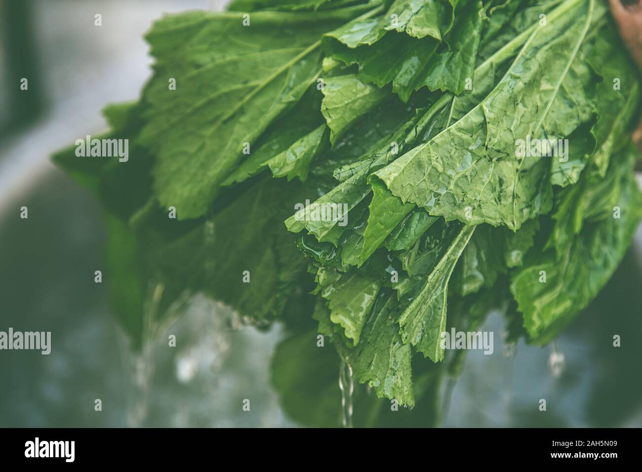 Splashing water and washing leaves hi-res stock photography and images ...