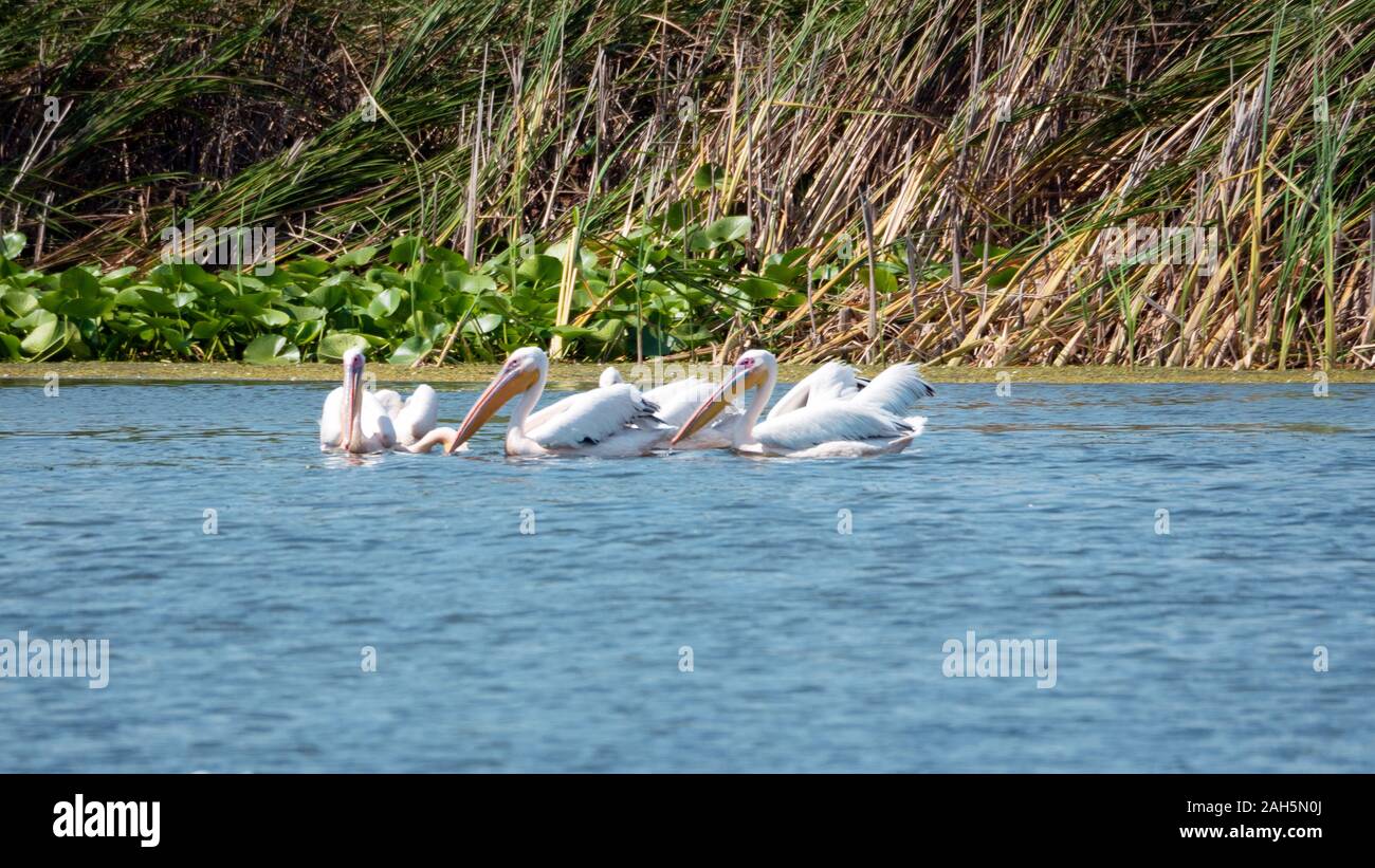 Fauna of the danube delta hi-res stock photography and images - Alamy
