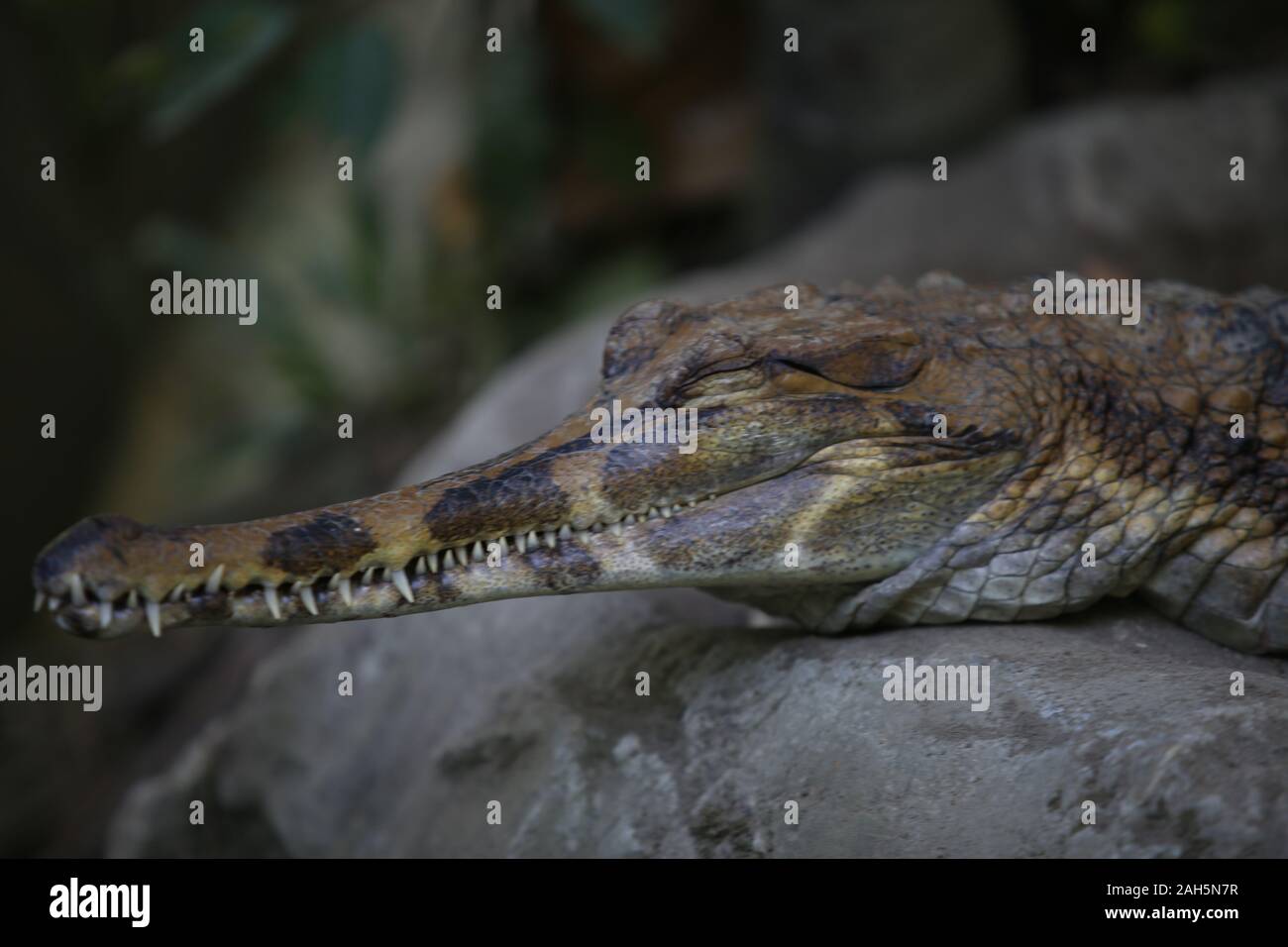 Tomistoma schlegelii teeth hi-res stock photography and images - Alamy