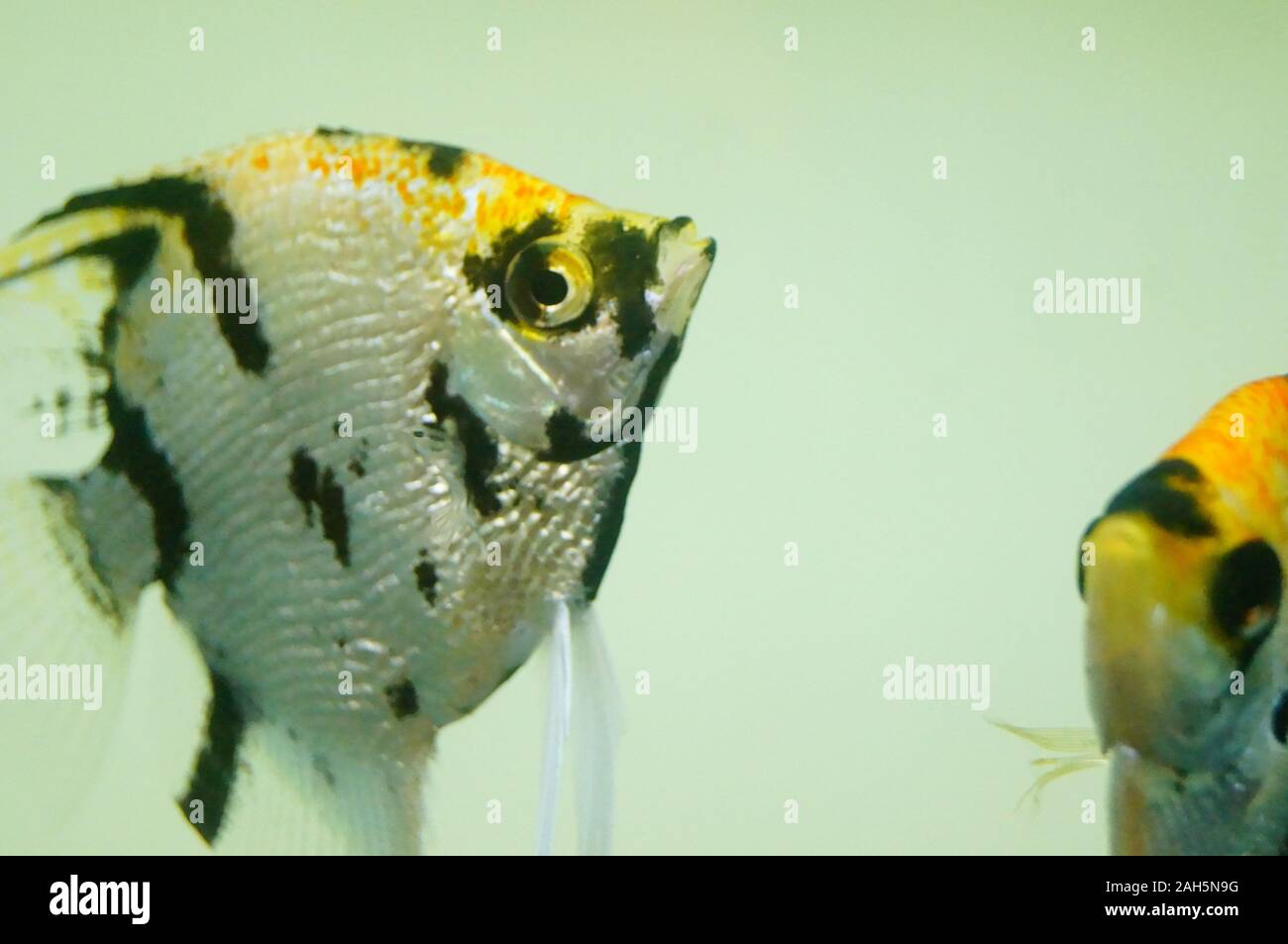 The ornamental fish swim in the aquarium pool, very lovely appearance ...