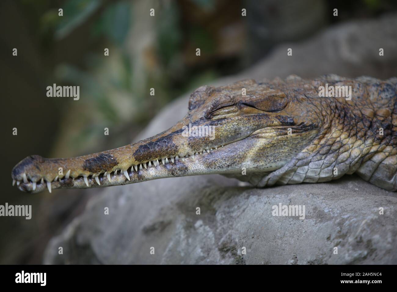 The false gharial (Tomistoma schlegelii). This freshwater crocodilian ...