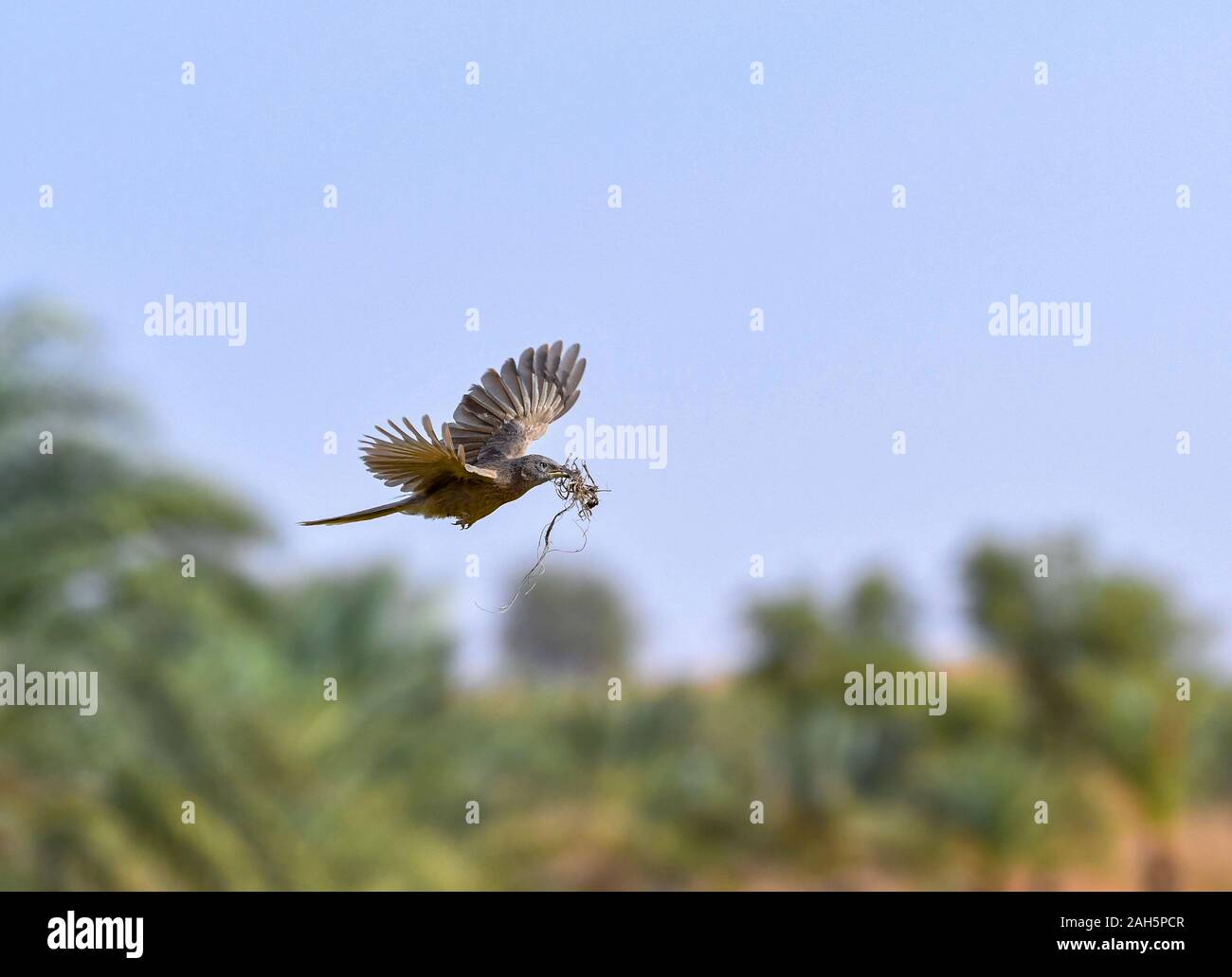 Saudi arabia desert birds hi-res stock photography and images - Alamy