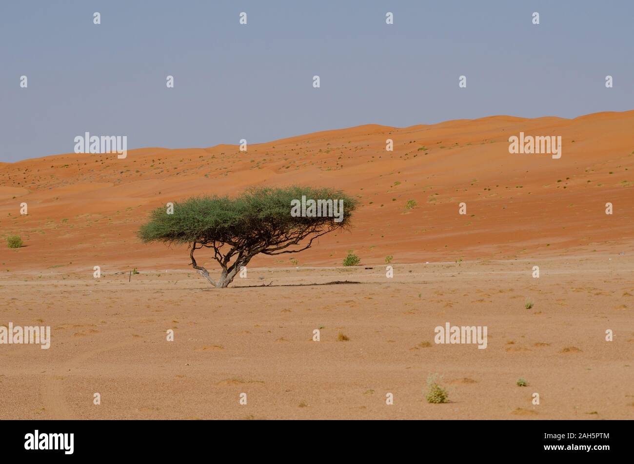A lone tree in the desert of Oman Stock Photo - Alamy